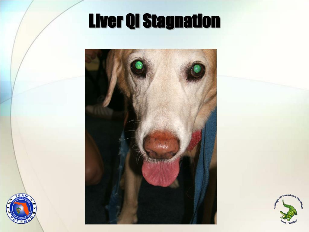 PPT - How to Treat Liver Disease with TCVM Food Therapy PowerPoint ...