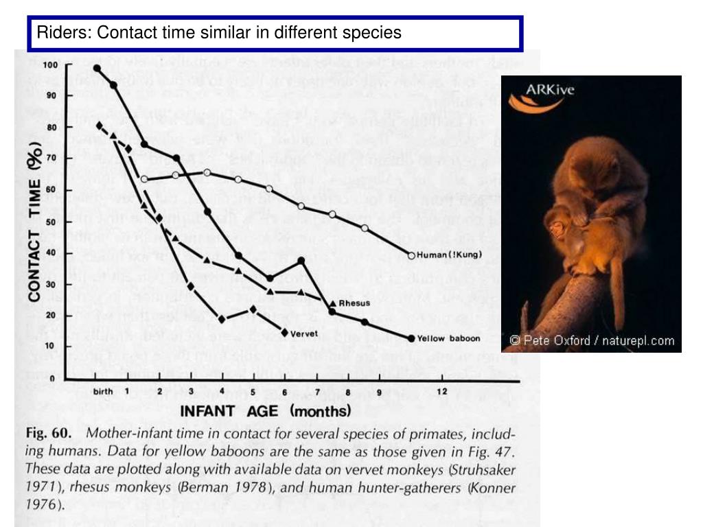 PPT - Variation in maternal care - Between species - Within species ...