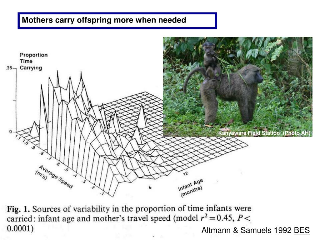 PPT - Variation in maternal care - Between species - Within species ...