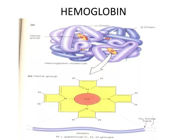 PPT - HEMOGLOBIN PowerPoint Presentation, free download - ID:1823832