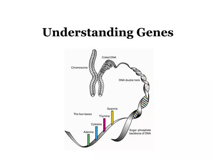 PPT - Understanding Genes PowerPoint Presentation, free download - ID ...