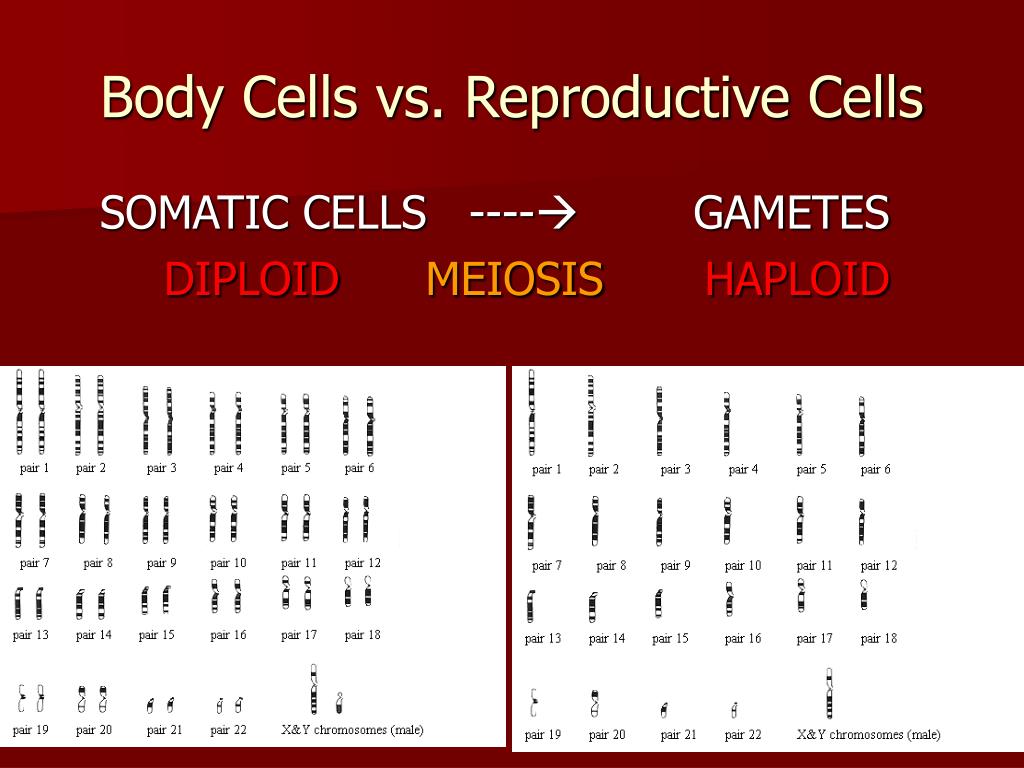 PPT - Meiosis and Gamete Formation PowerPoint Presentation, free ...