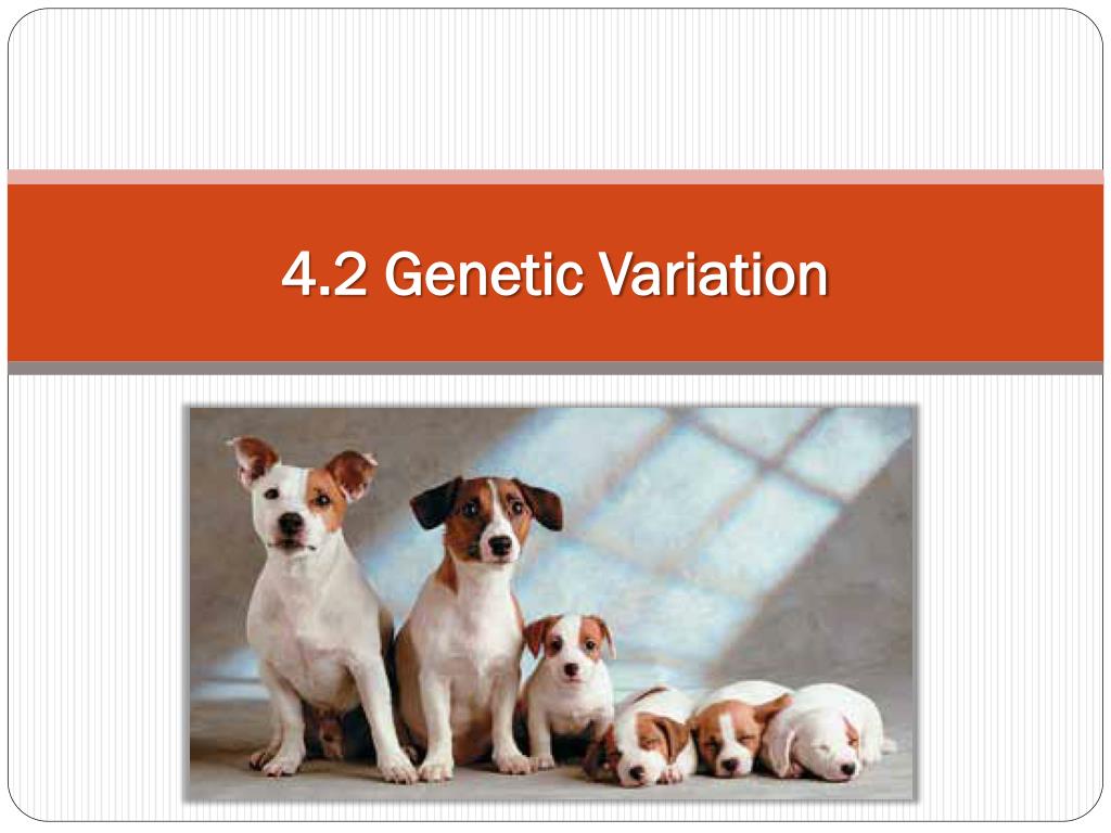 PPT - Meiosis and Sexual Reproduction PowerPoint Presentation, free ...