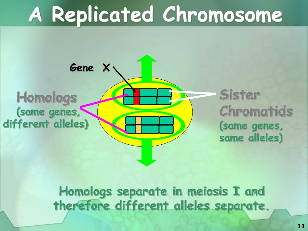 PPT - Meiosis Formation of Gametes (Eggs & Sperm) PowerPoint ...