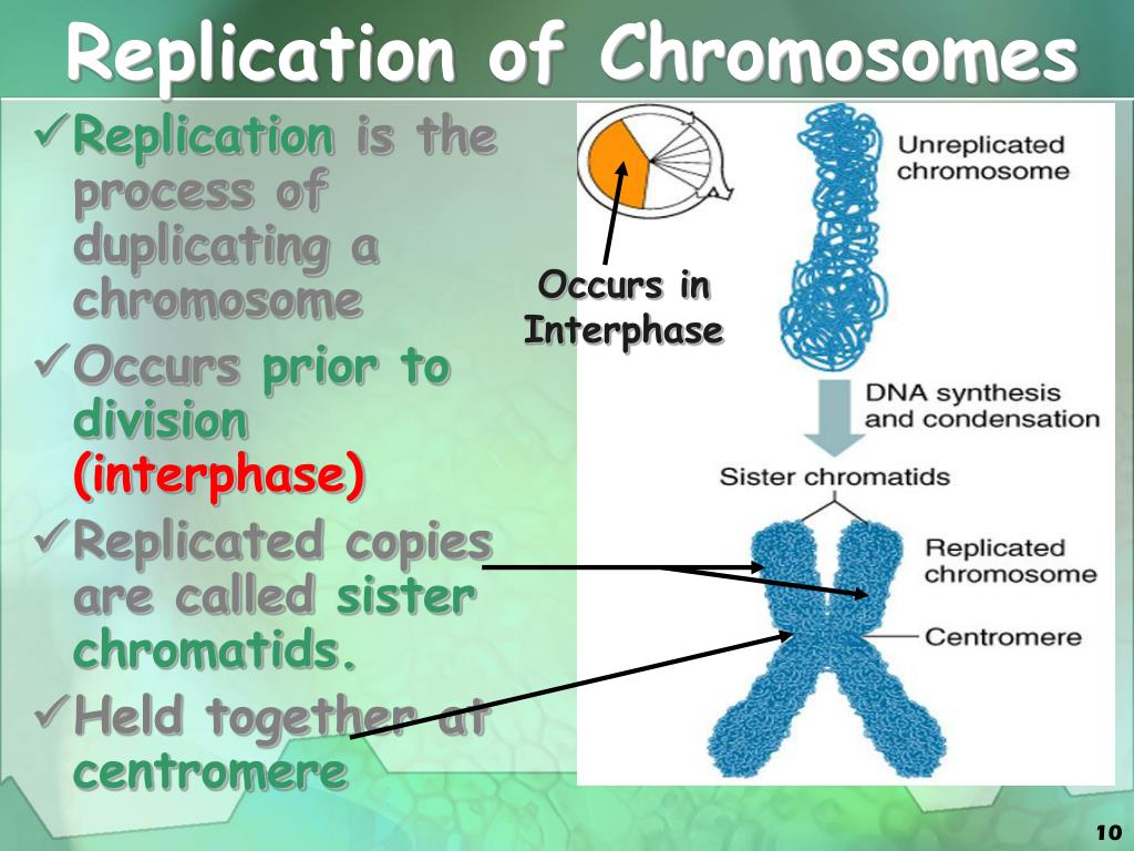 PPT - Meiosis Formation of Gametes (Eggs & Sperm) PowerPoint ...