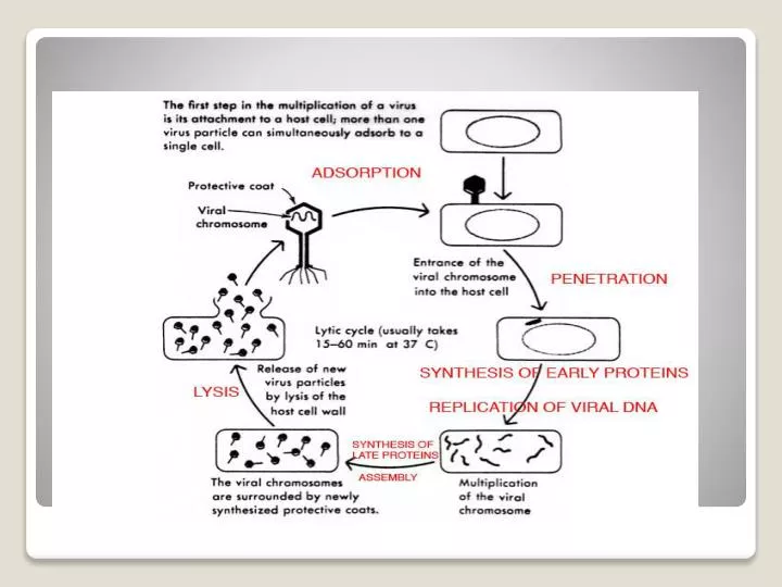 PPT - Lytic cycle PowerPoint Presentation, free download - ID:1824752