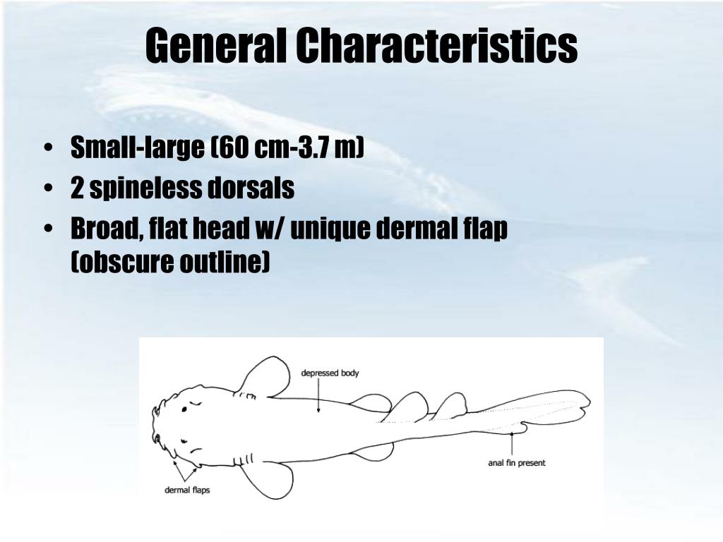 PPT - Order: Orectolobiformes Family: Orectolobidae (Wobbegongs ...