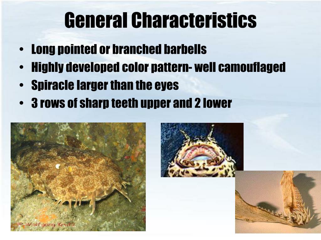 PPT - Order: Orectolobiformes Family: Orectolobidae (Wobbegongs ...
