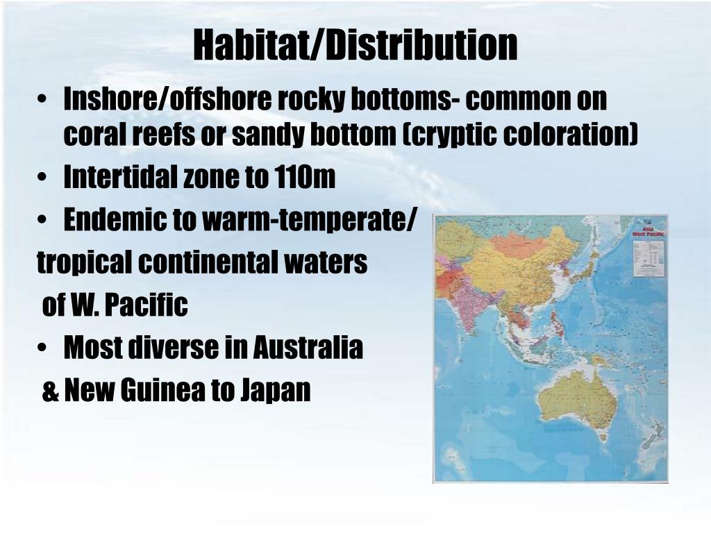PPT - Order: Orectolobiformes Family: Orectolobidae (Wobbegongs ...