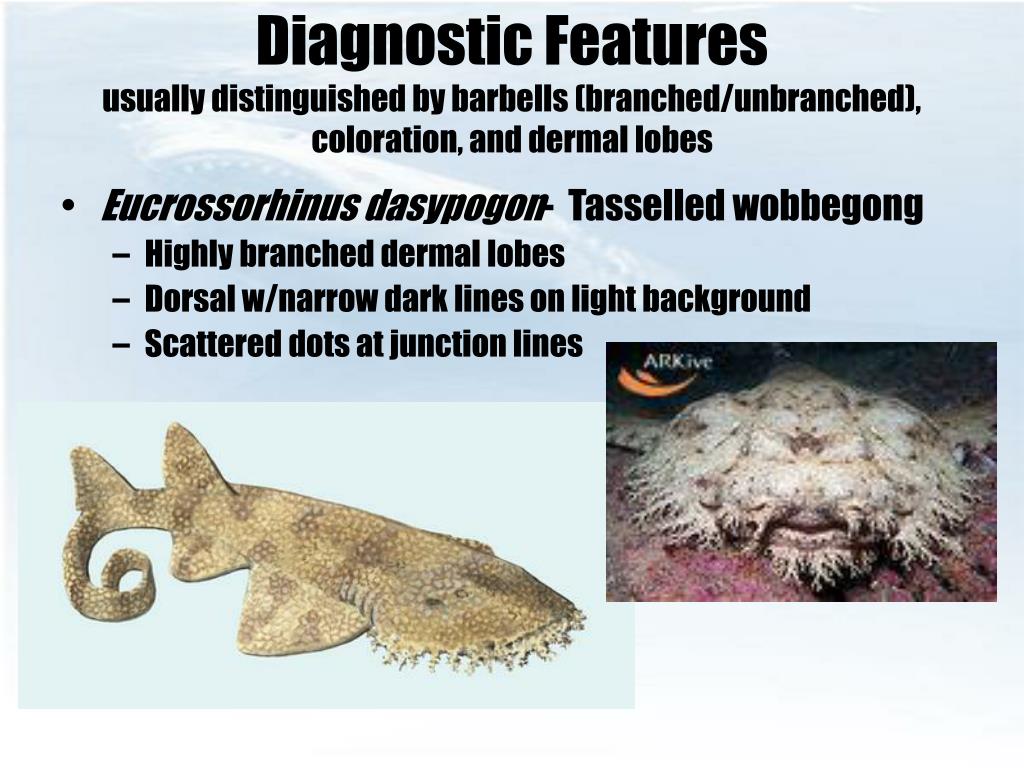 PPT - Order: Orectolobiformes Family: Orectolobidae (Wobbegongs ...