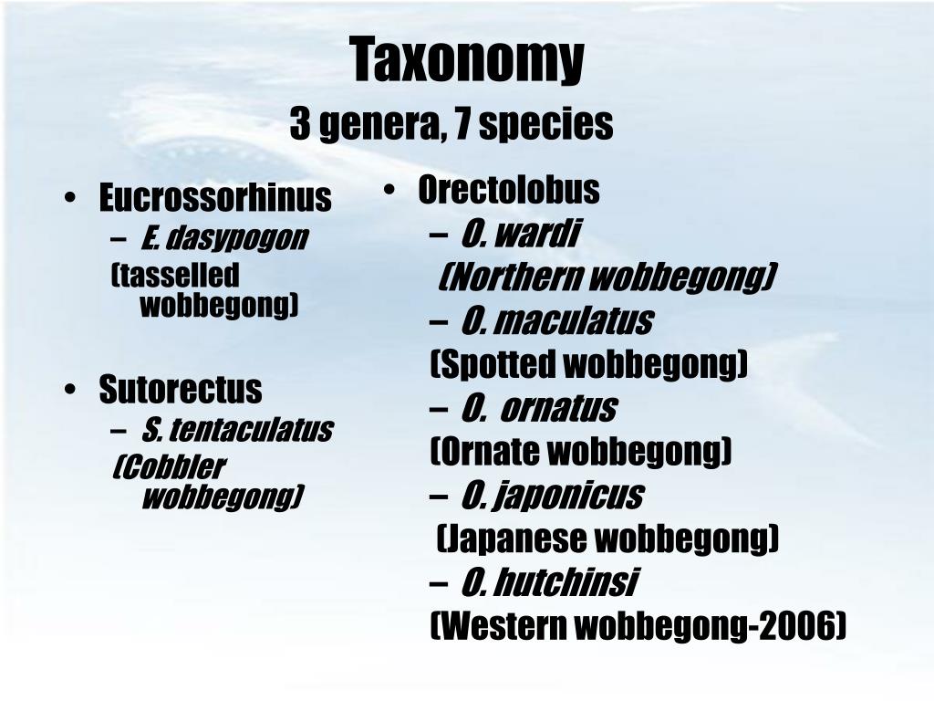 PPT - Order: Orectolobiformes Family: Orectolobidae (Wobbegongs ...