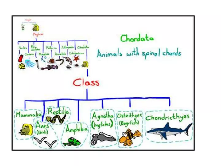 PPT - Chordate Characteristics PowerPoint Presentation, free download ...