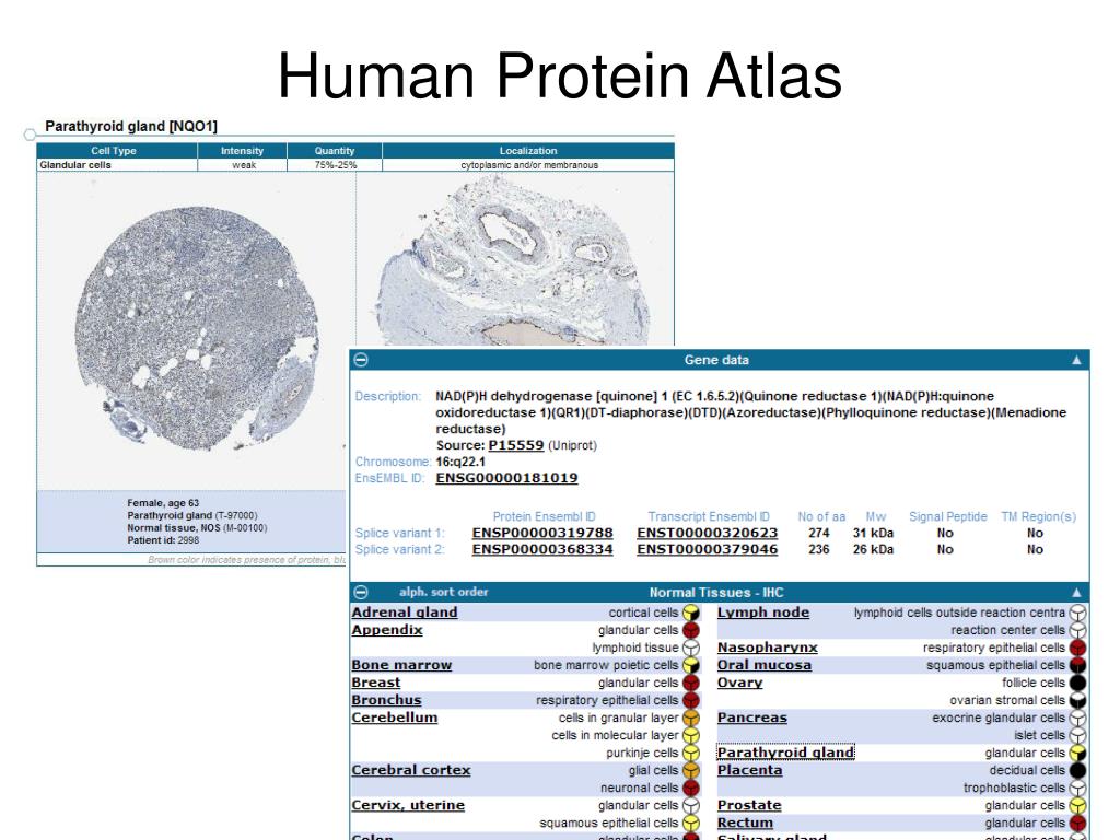 PPT - Systems biology in cancer research PowerPoint Presentation, free ...