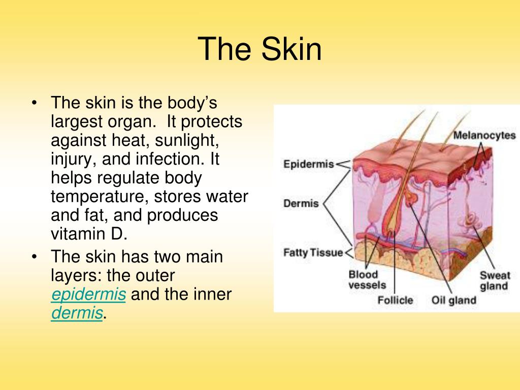 PPT - State/National Statistics: Basic Epidemiology of Skin Cancer ...