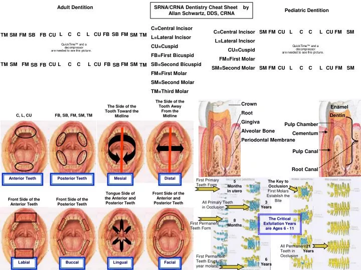 PPT - Adult Dentition PowerPoint Presentation, free download - ID:1825695