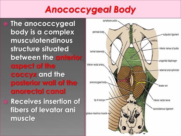 PPT - Urogenital triangle in female + Perineal pouches PowerPoint ...
