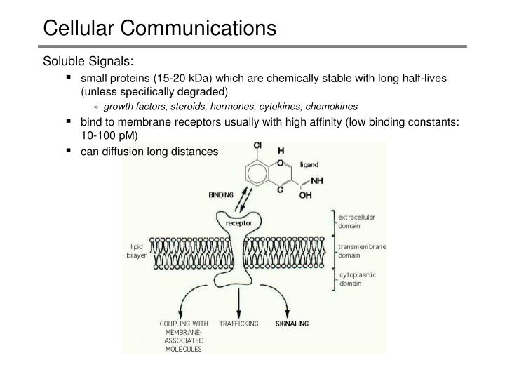 PPT - Tissue Engineering PowerPoint Presentation - ID:1826422