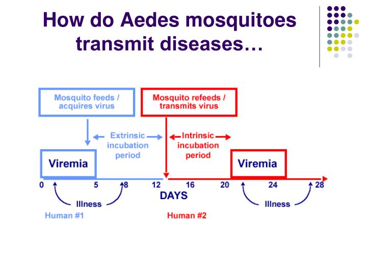 PPT - Dengue Prevention PowerPoint Presentation - ID:1827011