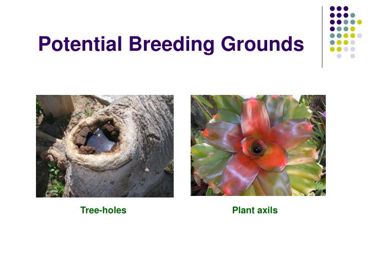 PPT - Dengue Prevention PowerPoint Presentation - ID:1827011