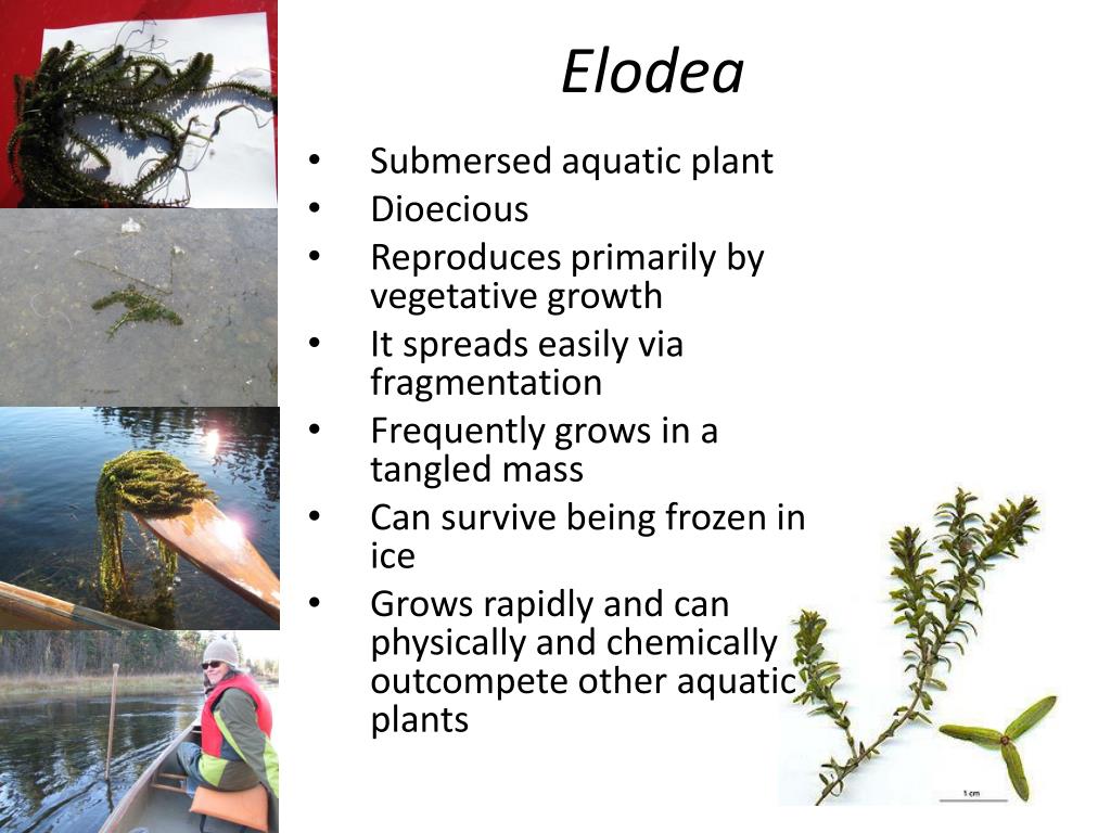 PPT - Potential impacts of Elodea canadensis nuttallii on freshwater ...