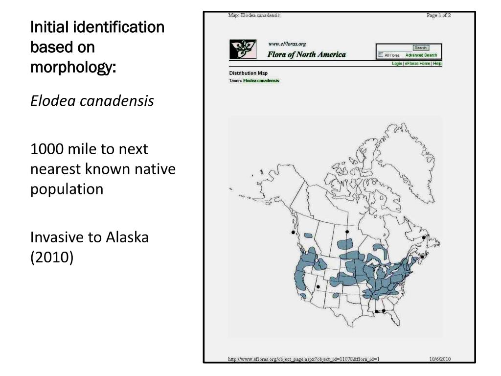 PPT - Potential impacts of Elodea canadensis nuttallii on freshwater ...