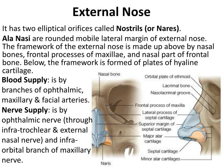 PPT - Nasal Cavity & Paranasal sinuses PowerPoint Presentation - ID:1827415