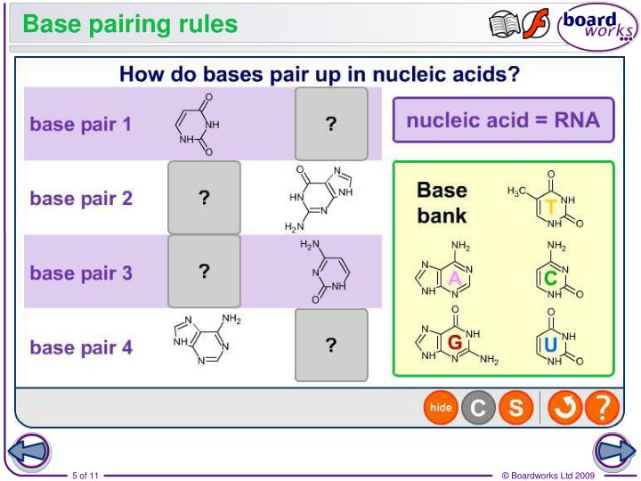 What are the dna base pairing rules - lanlasopa