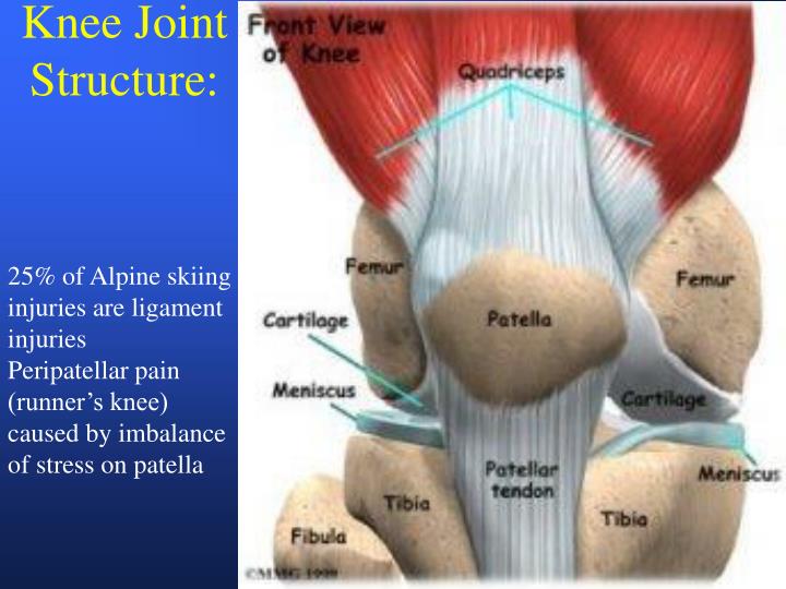 PPT - Muscles and Movements of Lower Extremity – Ch 8 Objectives ...
