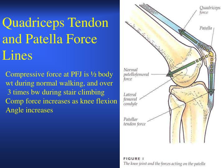 PPT - Muscles and Movements of Lower Extremity – Ch 8 Objectives ...