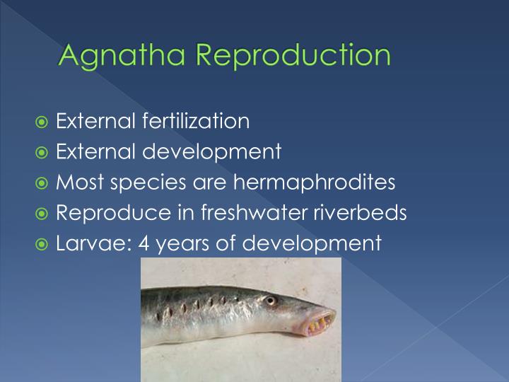 PPT - Chordata Group A: Agnatha , Chondrichthyes , Osteichthyes ...