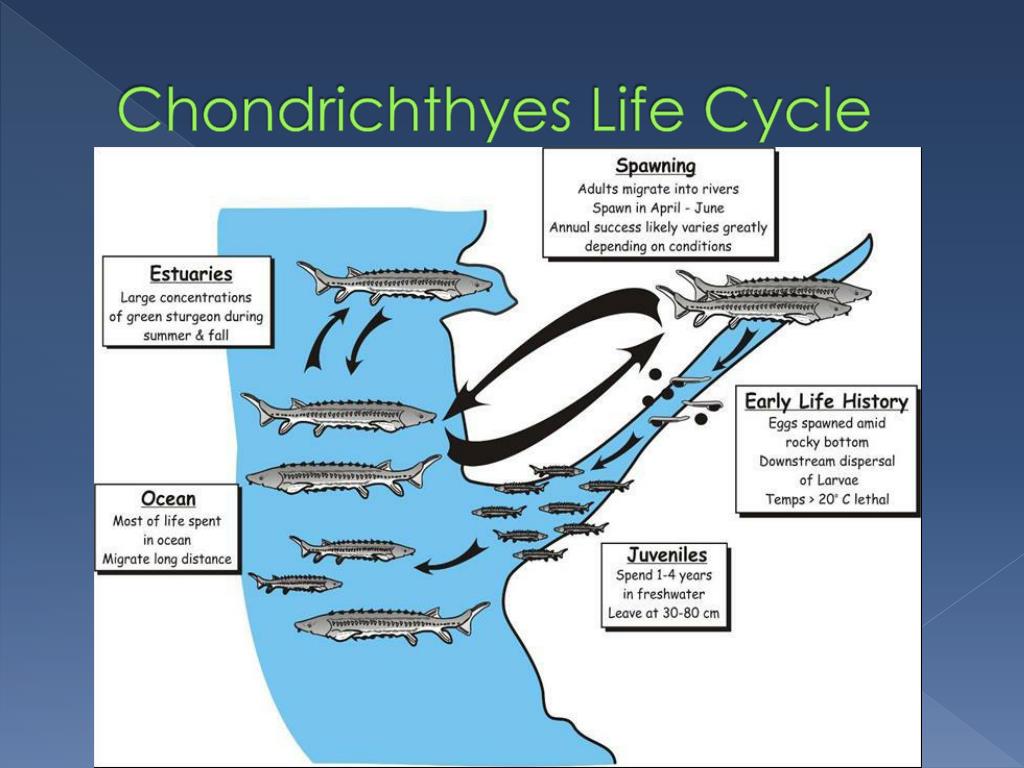PPT - Chordata Group A: Agnatha , Chondrichthyes , Osteichthyes ...