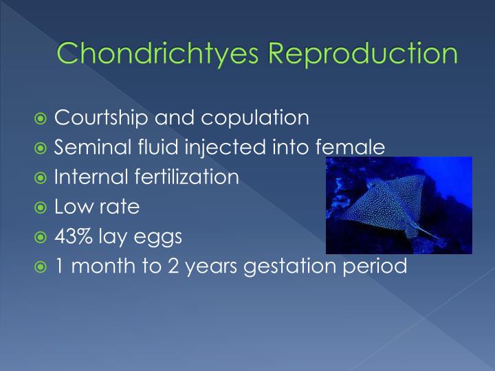 PPT - Chordata Group A: Agnatha , Chondrichthyes , Osteichthyes ...