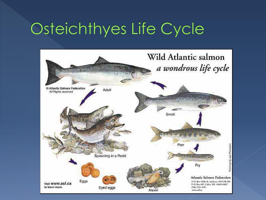PPT - Chordata Group A: Agnatha , Chondrichthyes , Osteichthyes ...