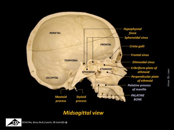 PPT - Axial Skeleton PowerPoint Presentation - ID:1828799