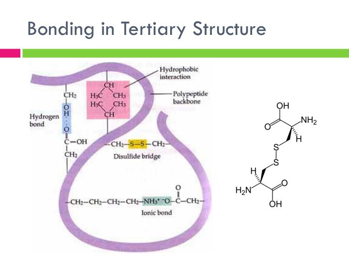 PPT - Proteins PowerPoint Presentation - ID:1828850