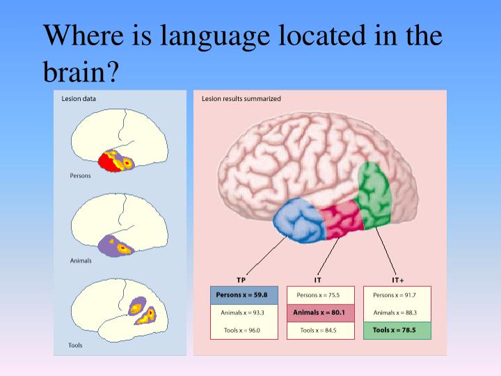 PPT - Language and lateralization PowerPoint Presentation - ID:1828903