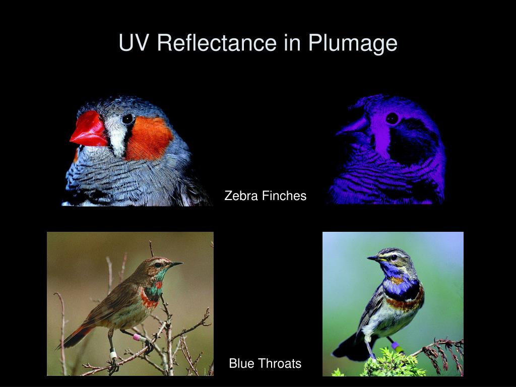 PPT - The Role of Ultraviolet Light in Defense of Brood Parasitism ...