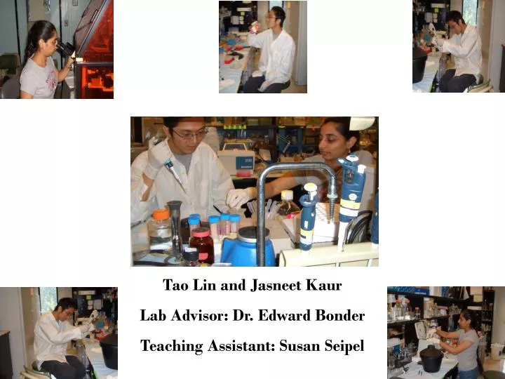 PPT - Tao Lin and Jasneet Kaur Lab Advisor: Dr. Edward Bonder Teaching ...