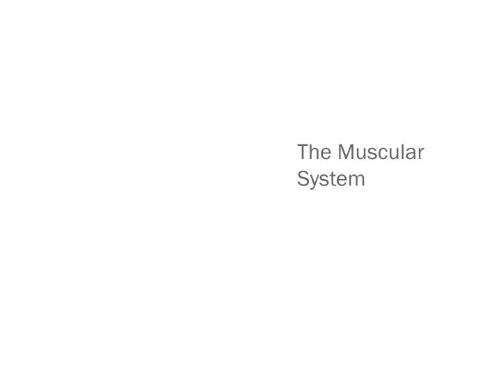 PPT - The Muscular System PowerPoint Presentation, free download - ID ...
