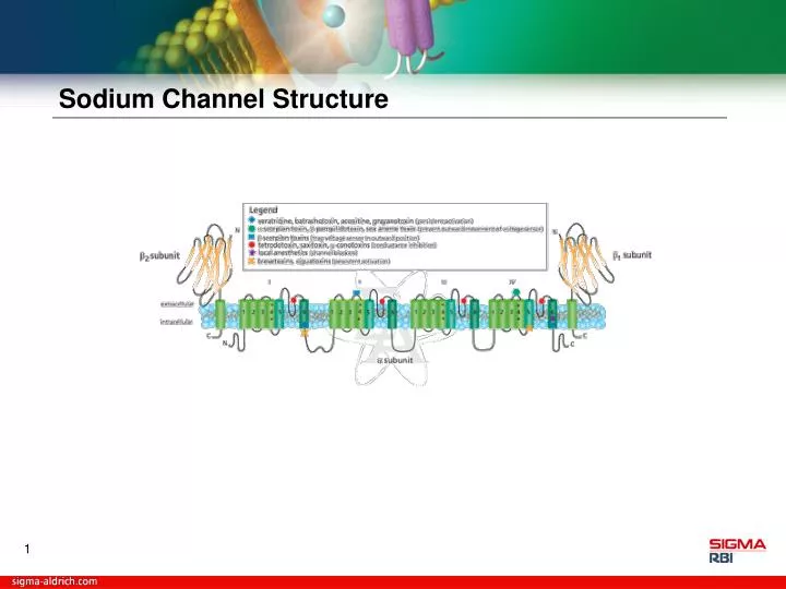 PPT - Sodium Channel Structure PowerPoint Presentation, free download ...