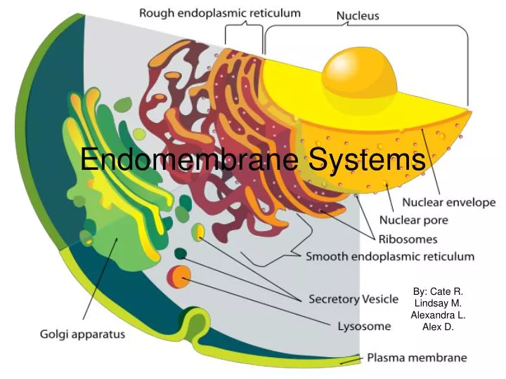 PPT - Endomembrane Systems PowerPoint Presentation, free download - ID ...