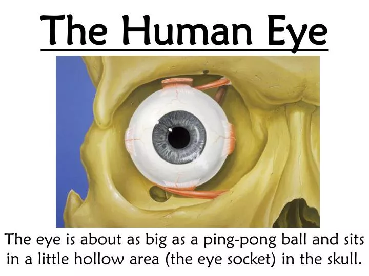PPT - The Human Eye PowerPoint Presentation, free download - ID:1830310