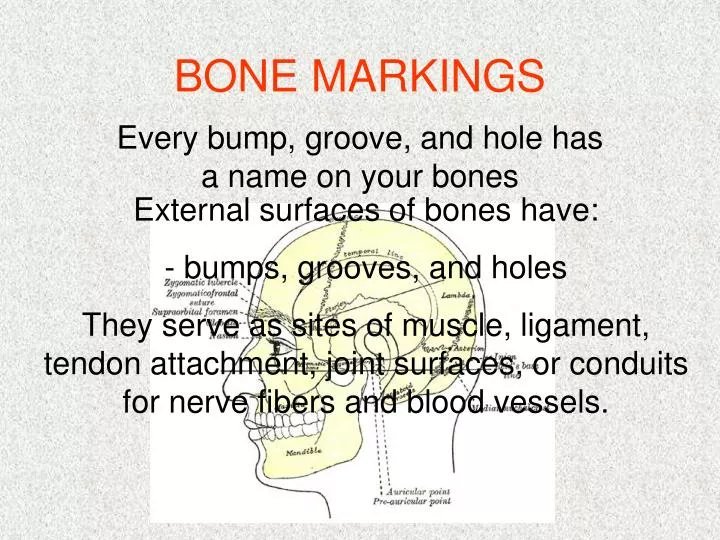 PPT - BONE MARKINGS PowerPoint Presentation, free download - ID:1831028