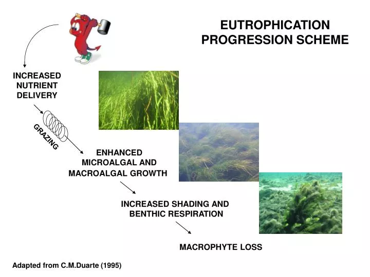 PPT - EUTROPHICATION PROGRESSION SCHEME PowerPoint Presentation, free ...