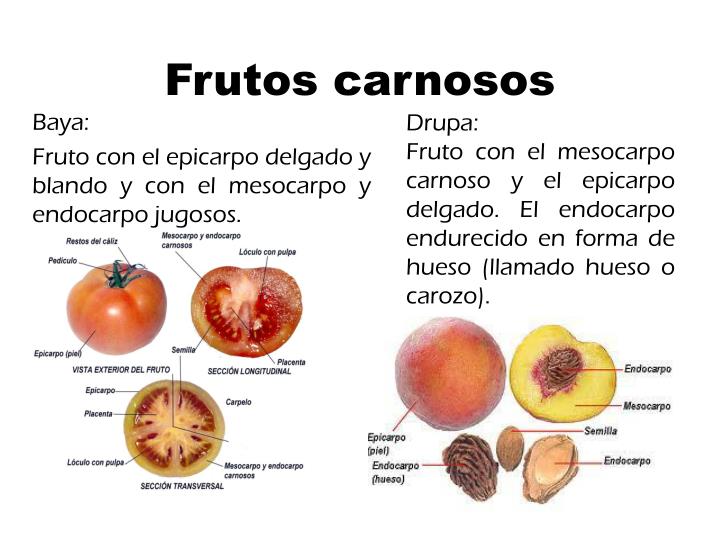 PPT - El fruto PowerPoint Presentation - ID:1832594