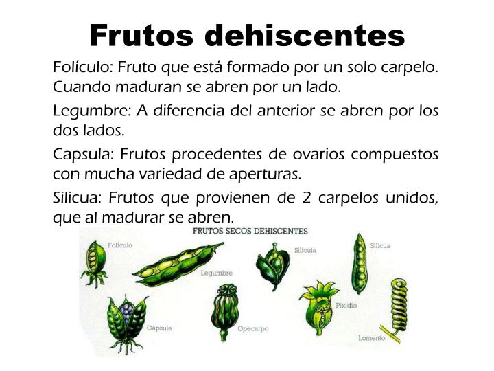 PPT - El fruto PowerPoint Presentation - ID:1832594