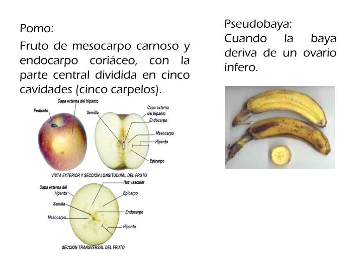 PPT - El fruto PowerPoint Presentation - ID:1832594
