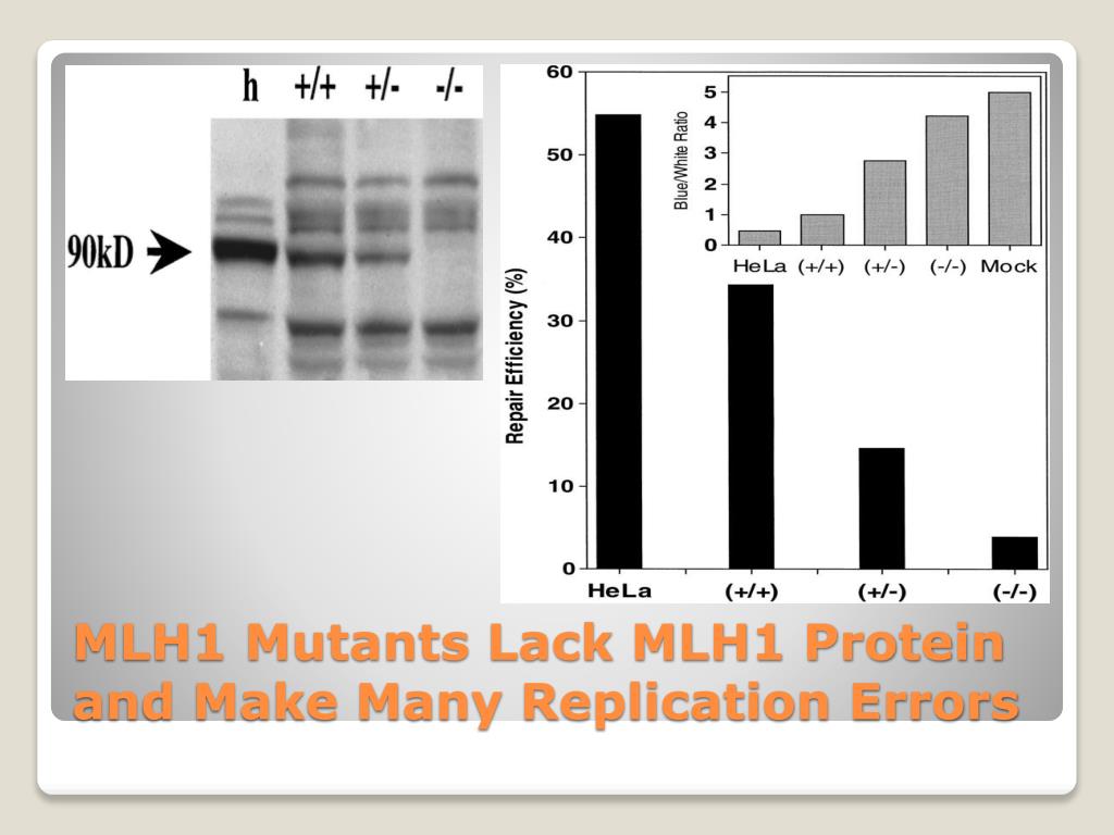 PPT - MLH1 Mutations and the Formation of Hereditary Non-Polyposis ...