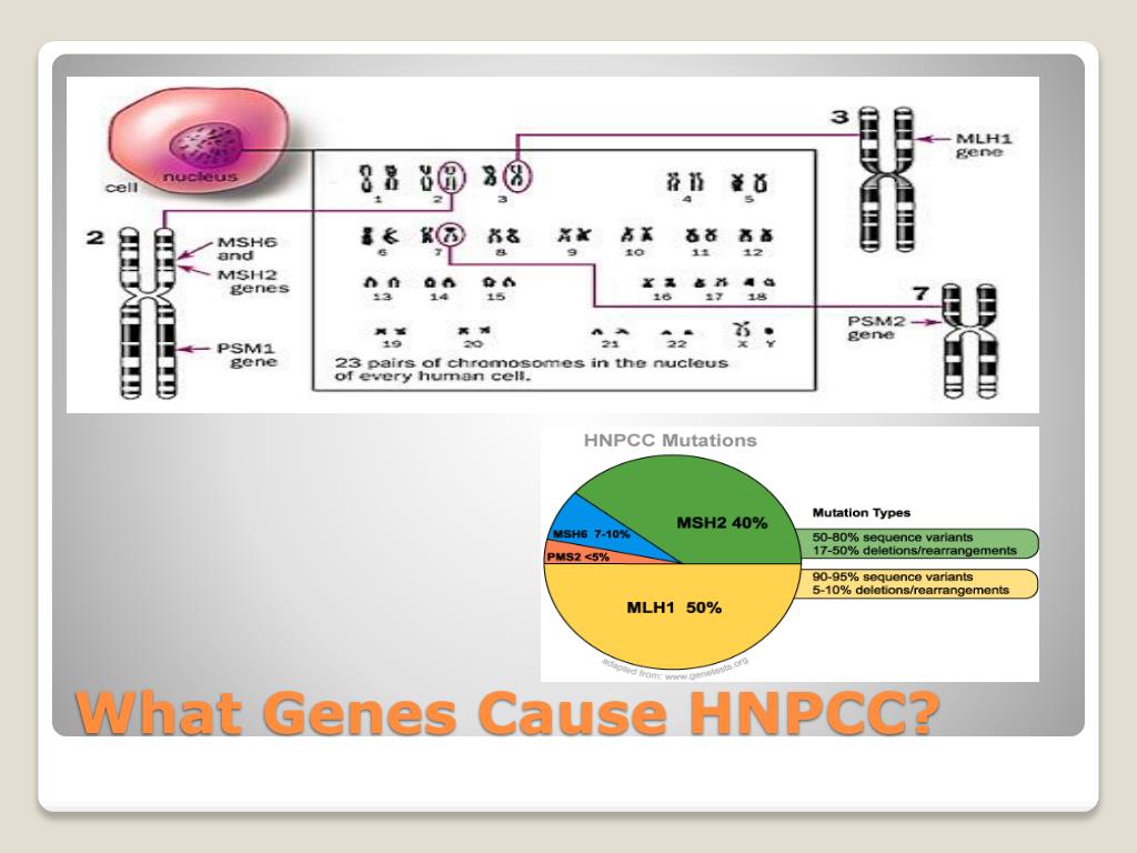 PPT - MLH1 Mutations and the Formation of Hereditary Non-Polyposis ...