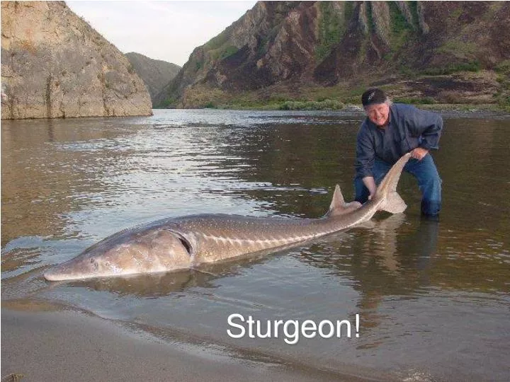 PPT - Sturgeon! PowerPoint Presentation, free download - ID:1834236